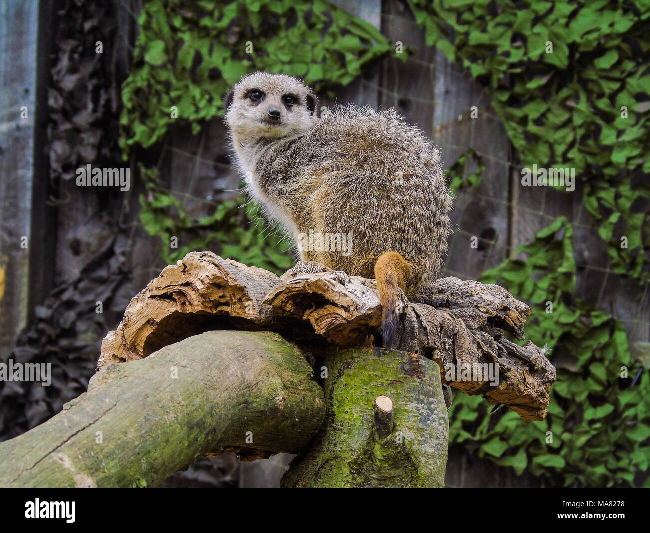 Meerkat Mania- Lots of meerkats sitting and wlaking around Stock Photo ...