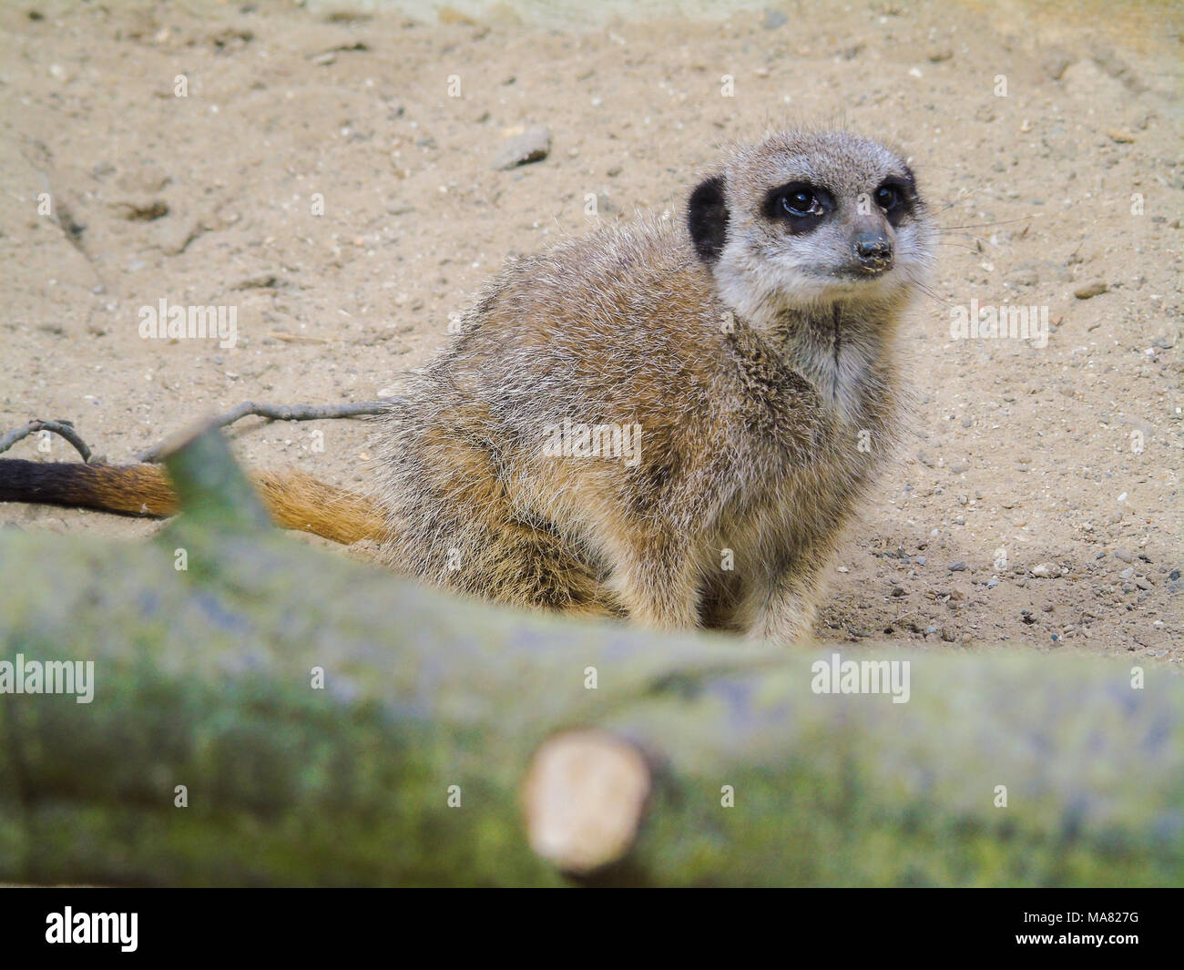 Meerkat Mania- Lots of meerkats sitting and wlaking around Stock Photo ...