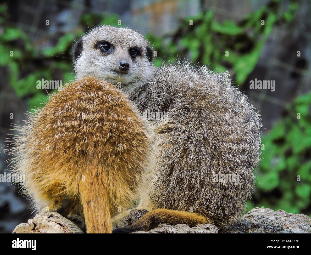 Meerkats As Pets