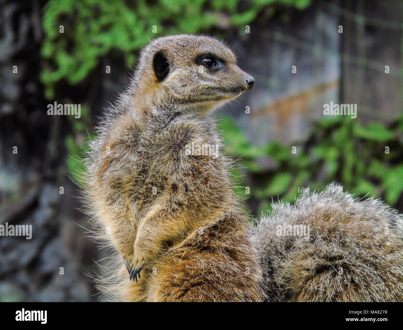 Meerkat Mania- Lots of meerkats sitting and wlaking around Stock Photo ...