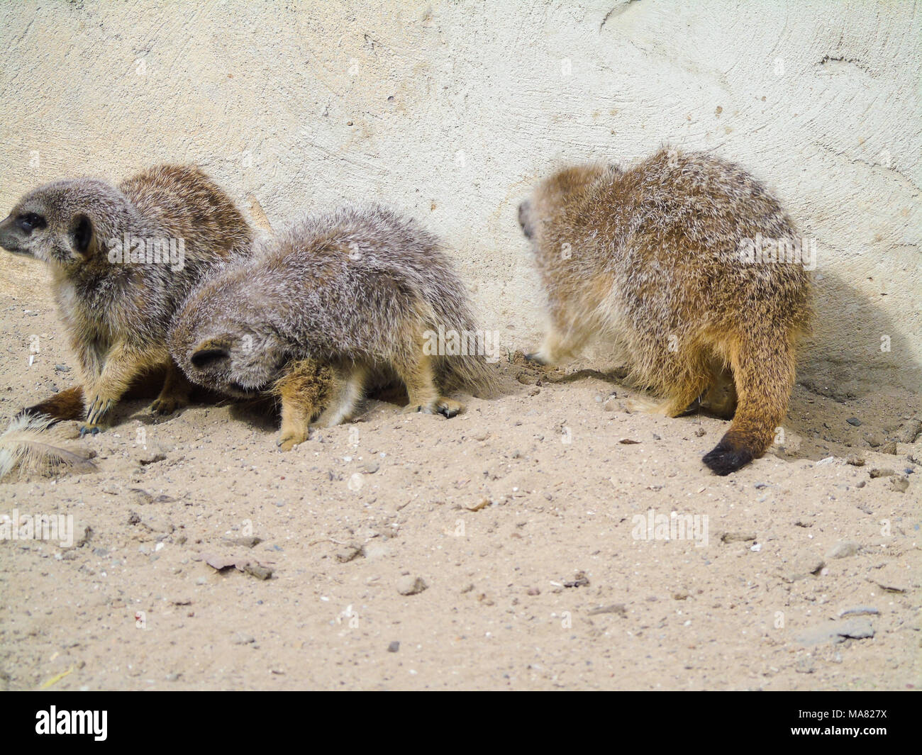 Meerkat Mania- Lots of meerkats sitting and wlaking around Stock Photo ...