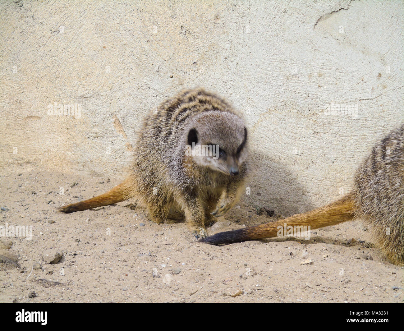 Meerkat Mania- Lots of meerkats sitting and wlaking around Stock Photo ...