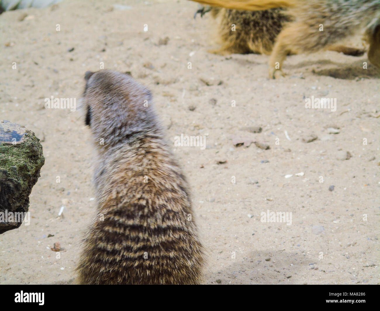 Meerkat Mania- Lots of meerkats sitting and wlaking around Stock Photo ...