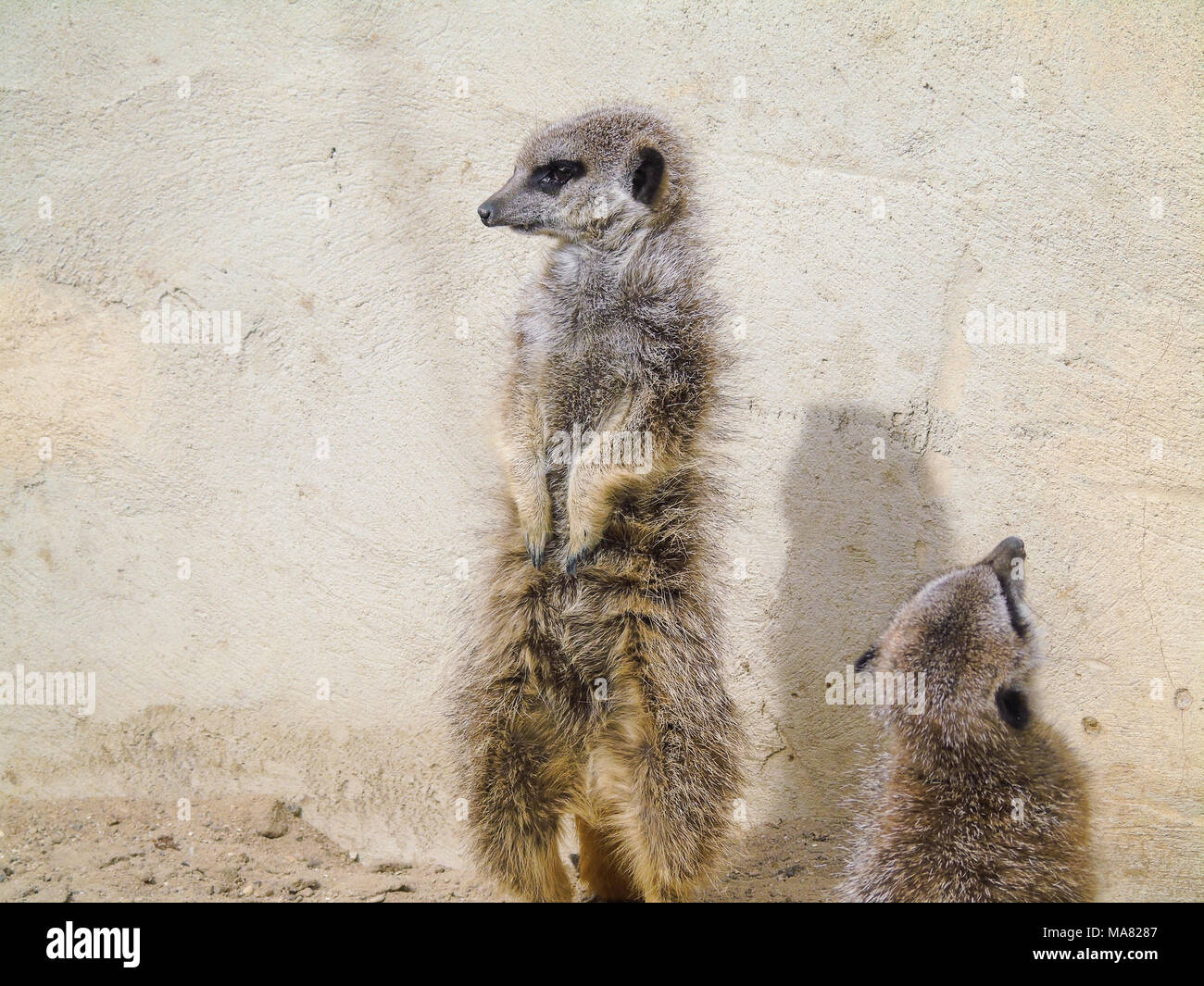 Sleeping meerkats hi-res stock photography and images - Alamy