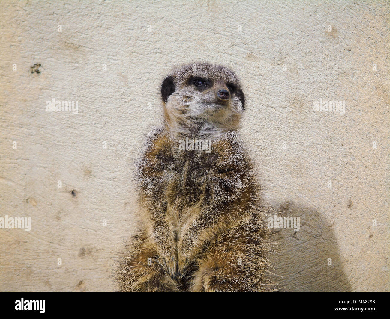 Meerkat Mania- Lots of meerkats sitting and wlaking around Stock Photo ...