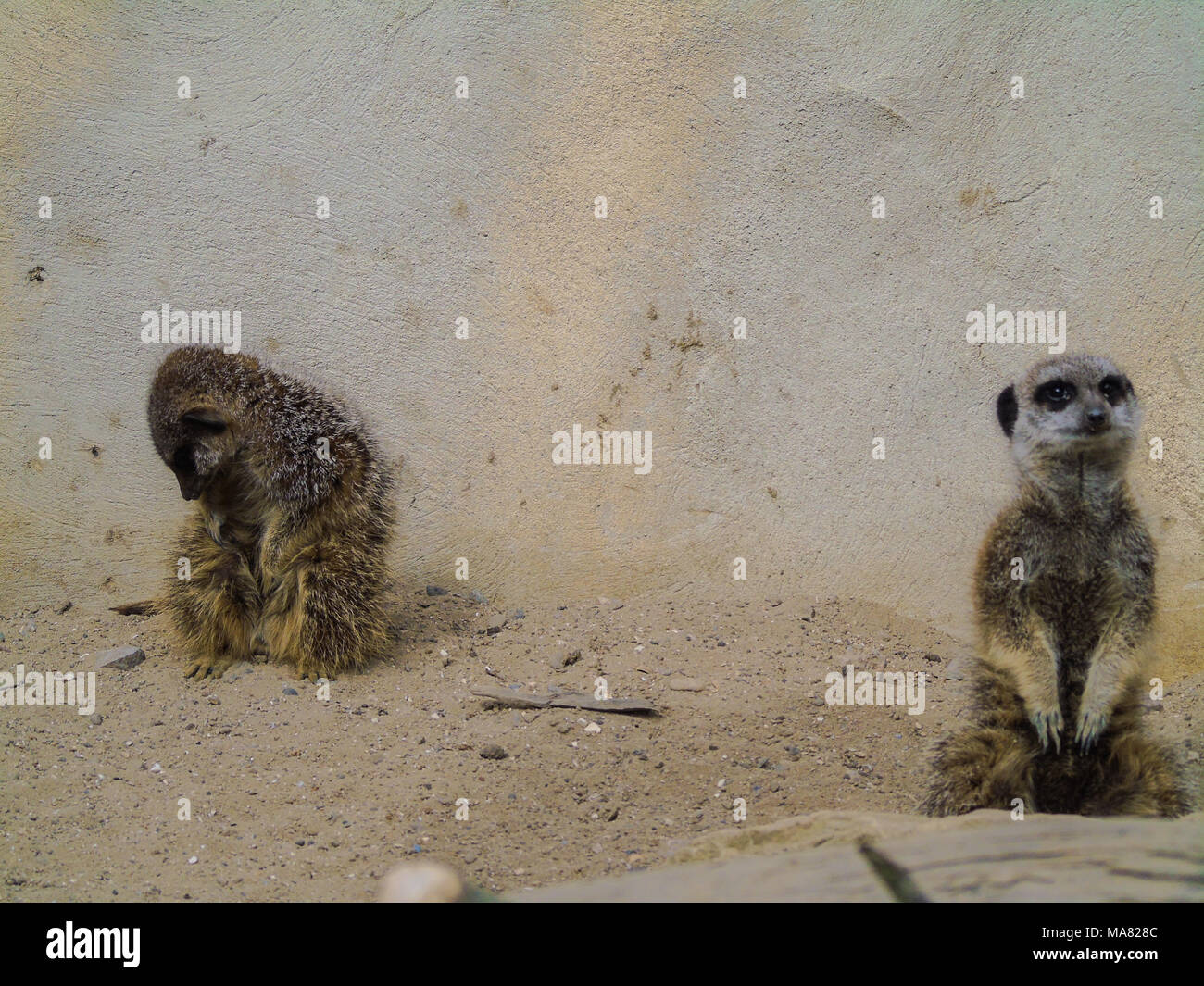Meerkat Mania- Lots of meerkats sitting and wlaking around Stock Photo ...