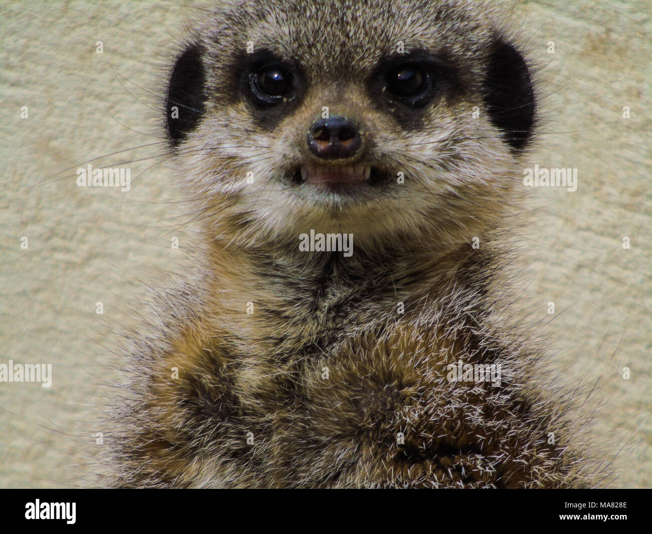 Meerkat Mania- Lots of meerkats sitting and wlaking around Stock Photo ...