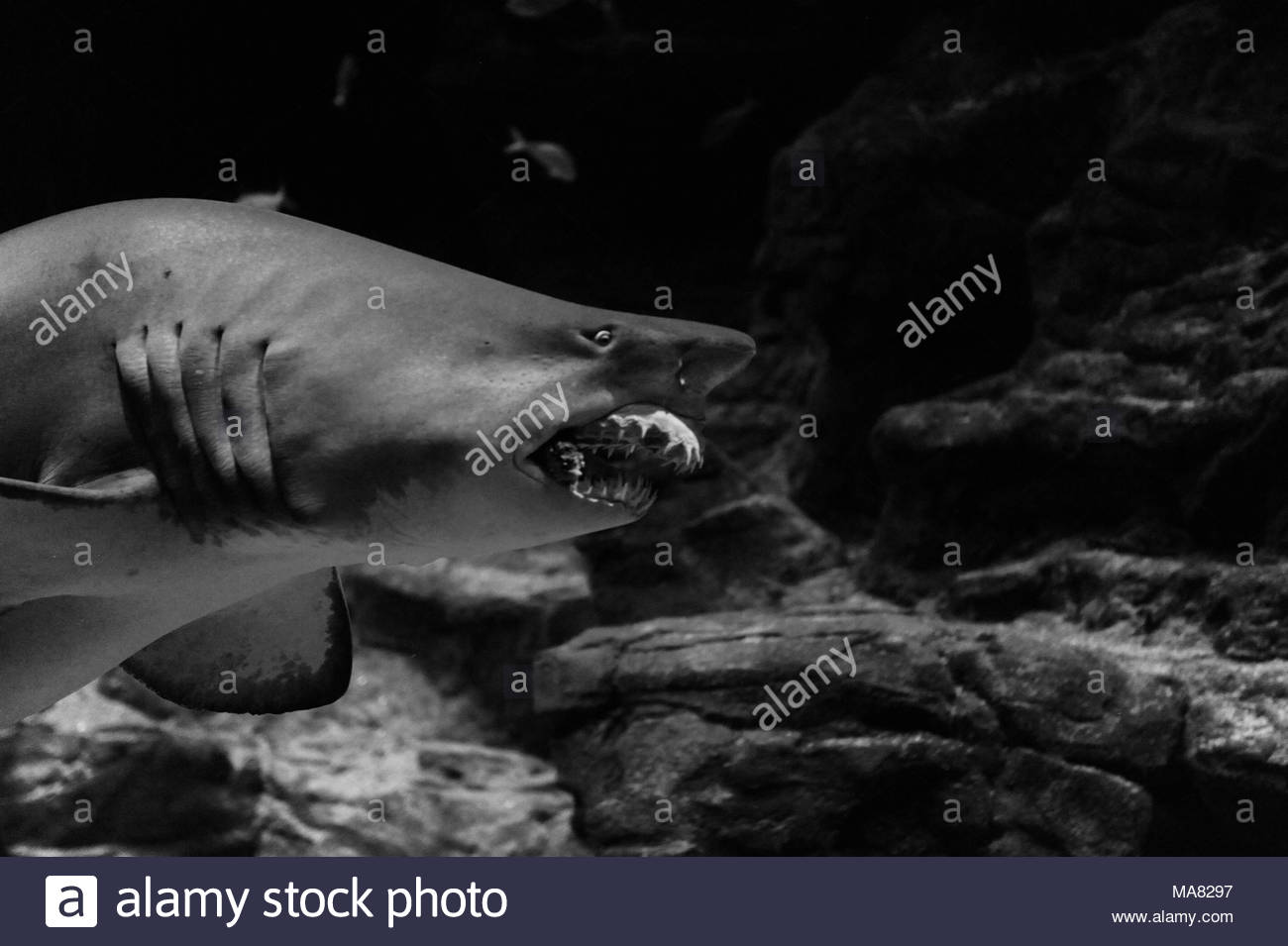Great White Shark Teeth Jaws Stock Photos & Great White Shark Teeth ...
