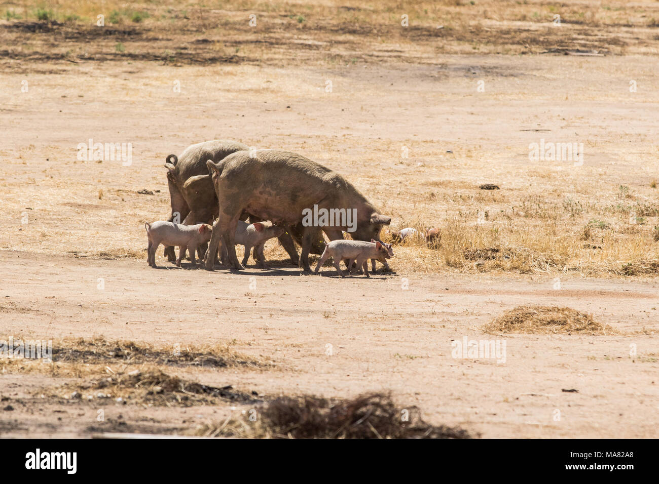 Orange piglet hi-res stock photography and images - Alamy
