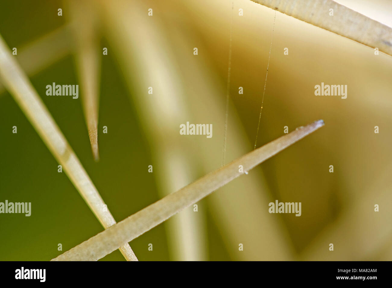 Wrap around trees hi-res stock photography and images - Alamy