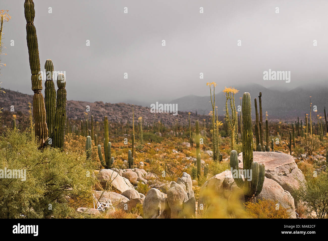 Beautiful shot landscape tall hi-res stock photography and images - Alamy