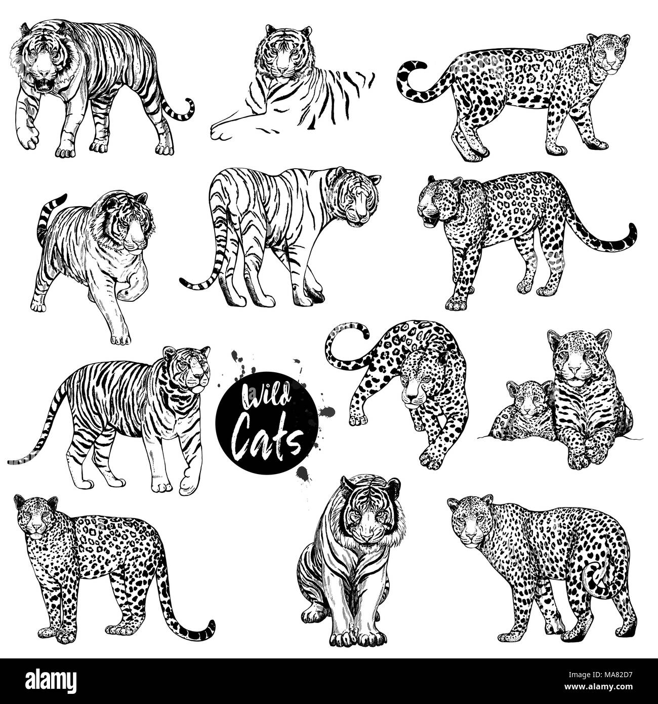Big set of hand drawn sketch style leopards and tigers isolated on ...