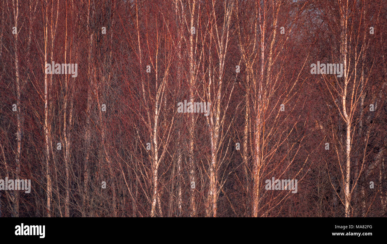 Birch trees alberta canada hi-res stock photography and images - Alamy