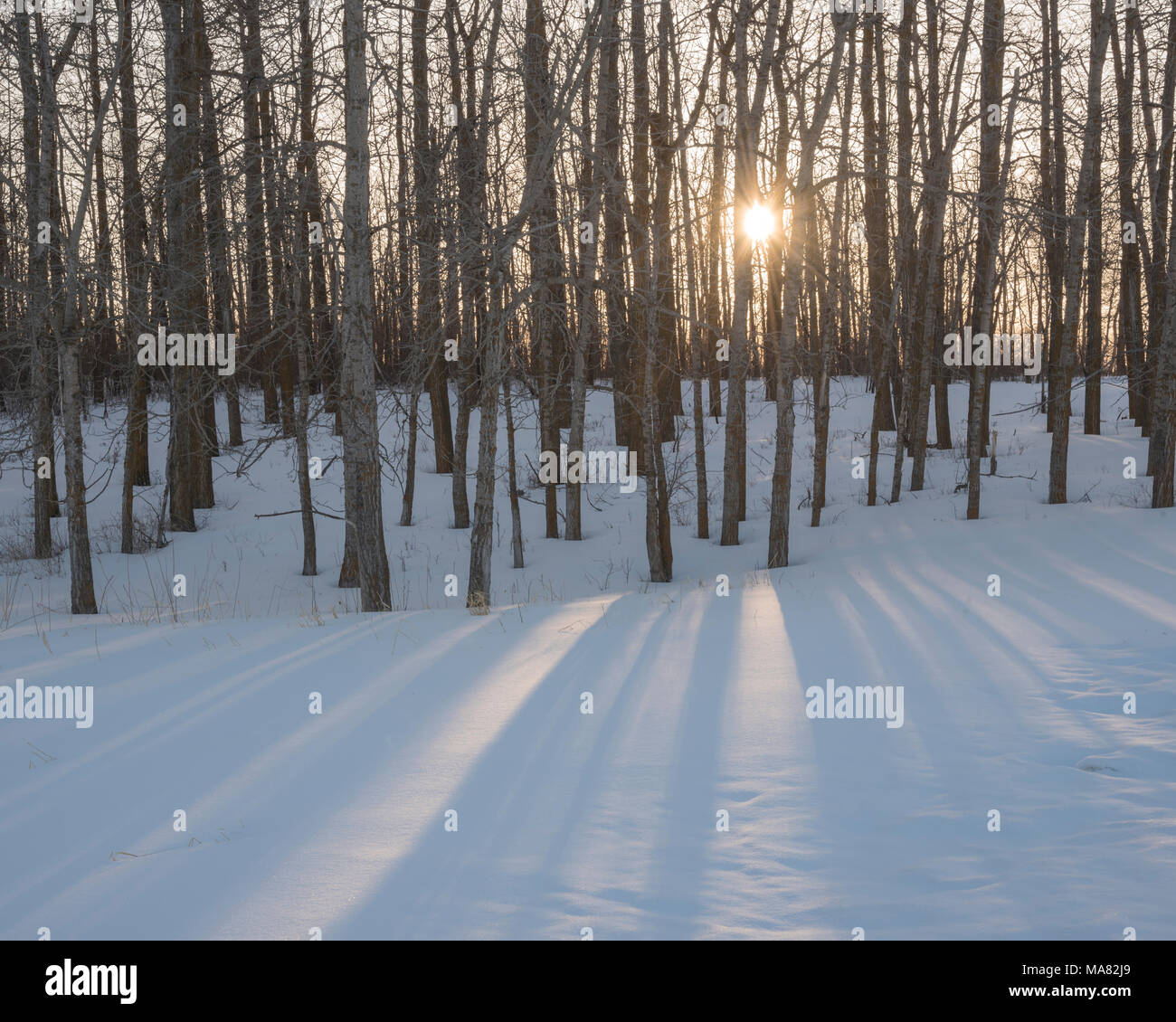 Sun Shining In Winter