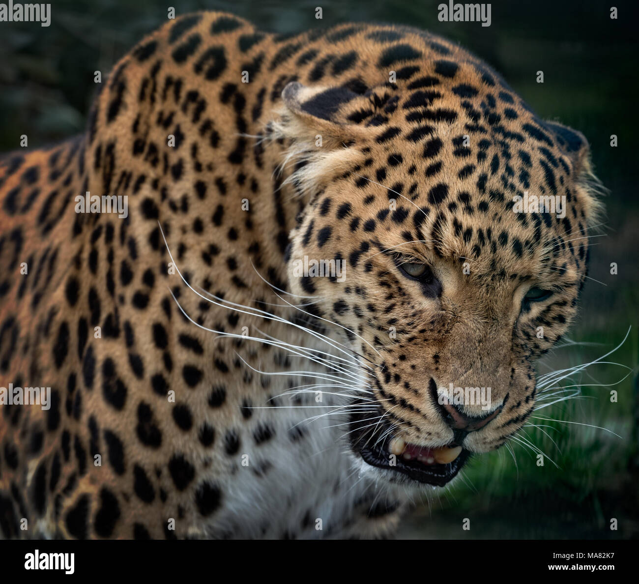 Amur Leopard snarling Stock Photo - Alamy
