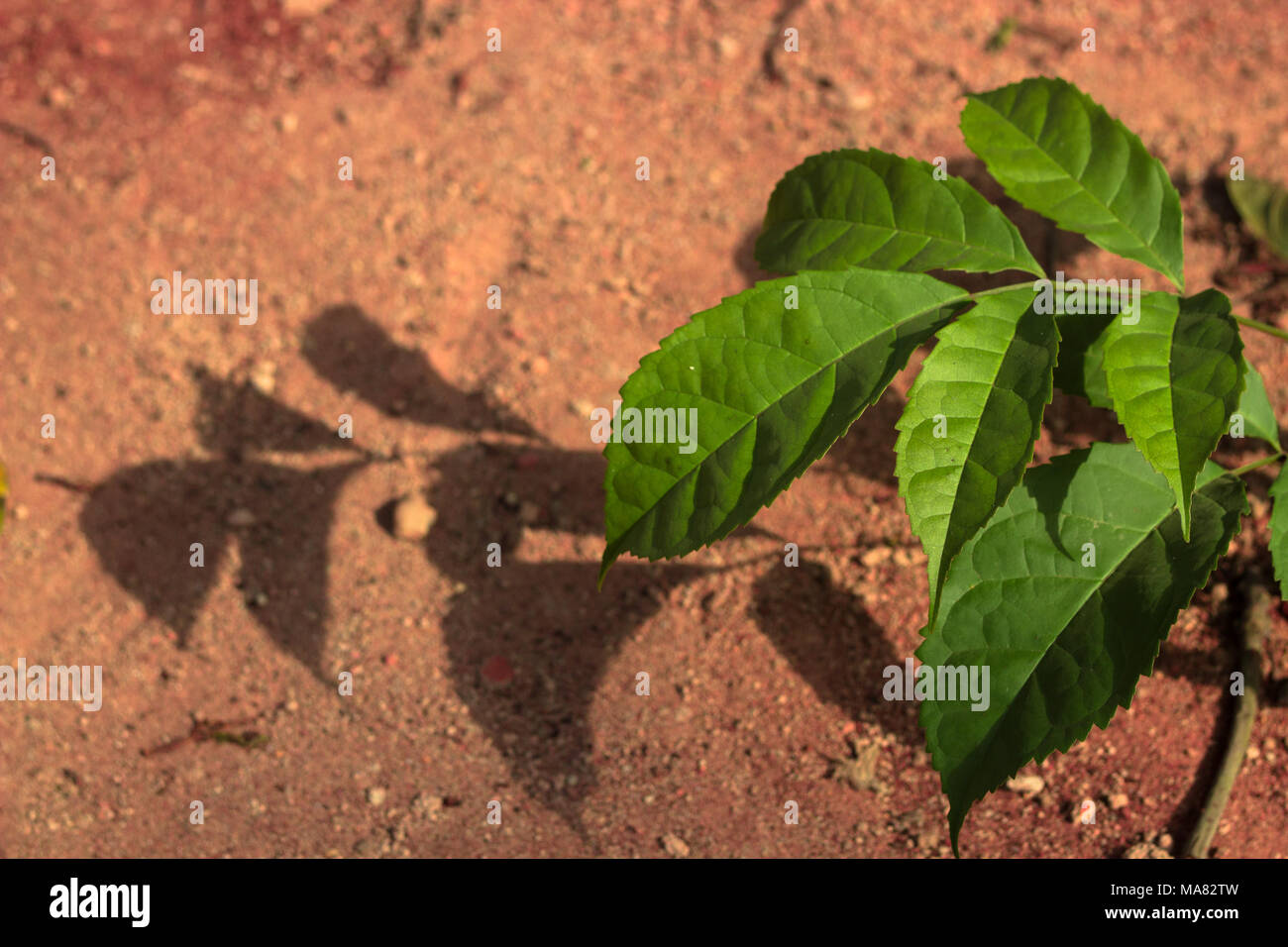 Creative nature photography hi-res stock photography and images - Alamy