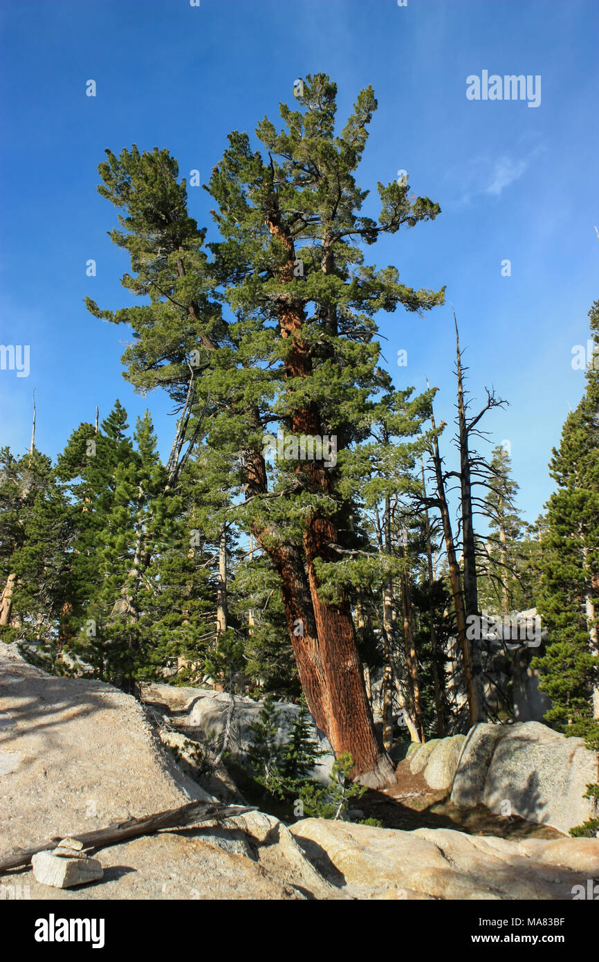 A mighty pine tree stands out in a Yosemite Park forest on the way to ...