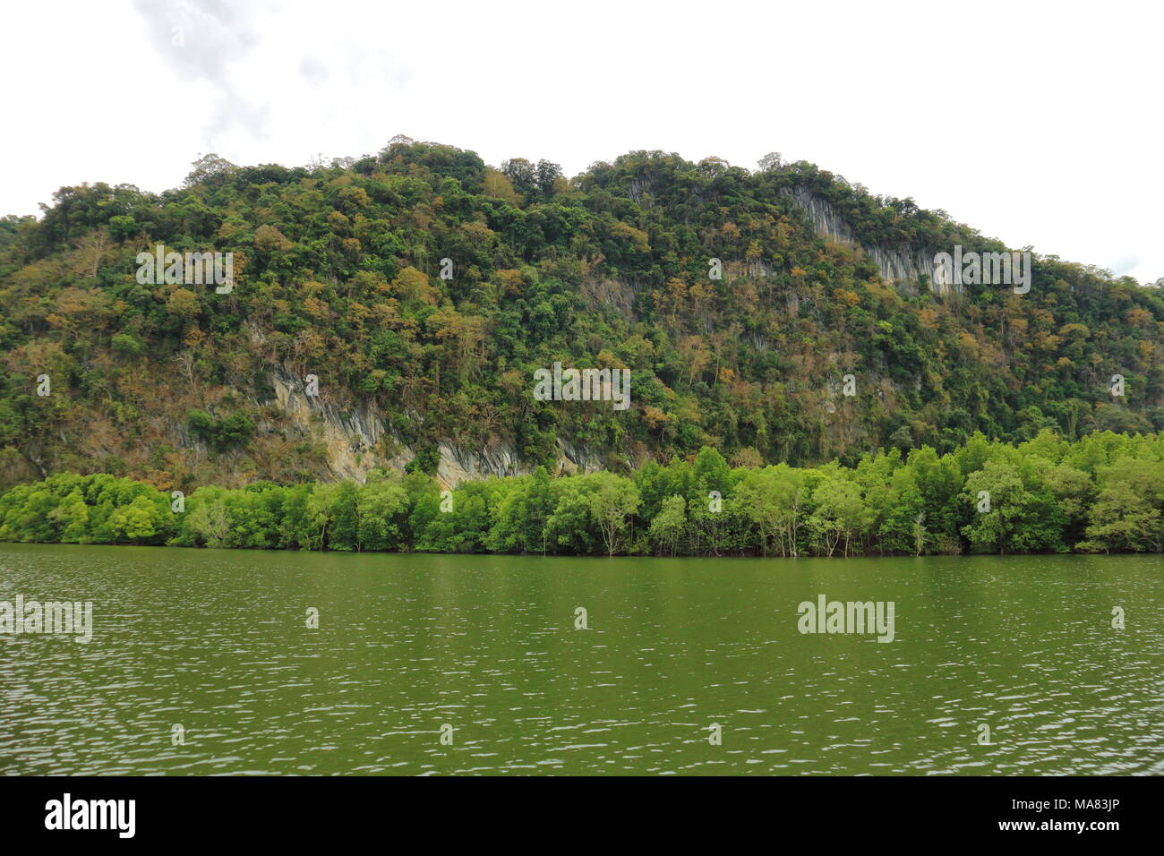Mangrove, mangrove forest Stock Photo - Alamy