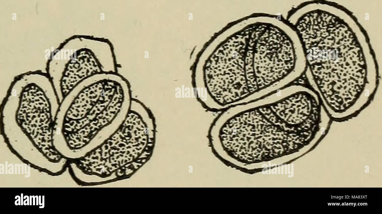 . Elementary botany . Fig. 3i3- Forming spores in mother cells ...