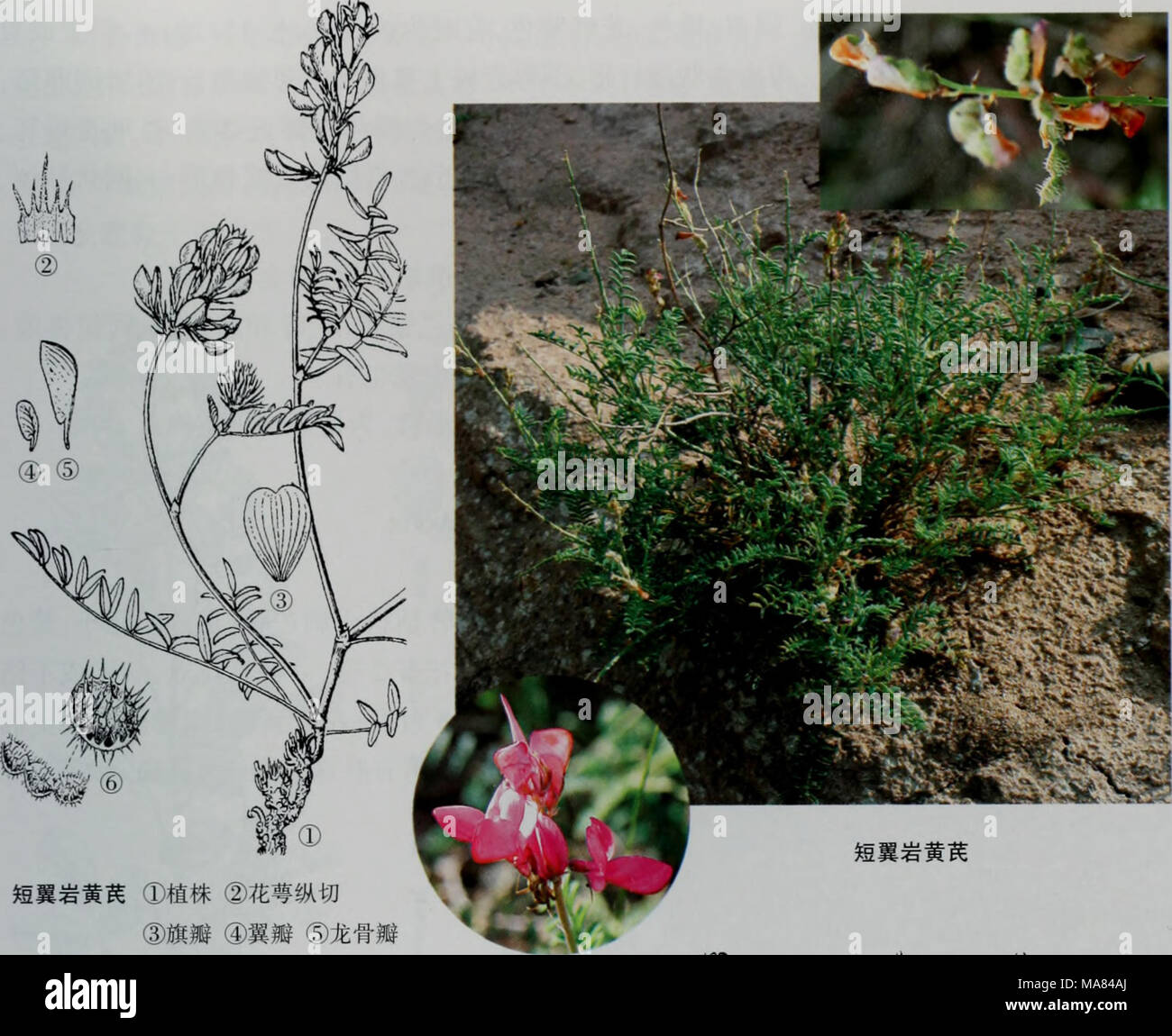 . e er duo si zhi wu zhi . ç-ç¿¼å²©é»èªâ æ¤æ ªâ¡è±è¼çºµå â¢æç£â£ç¿¼ç£â ...