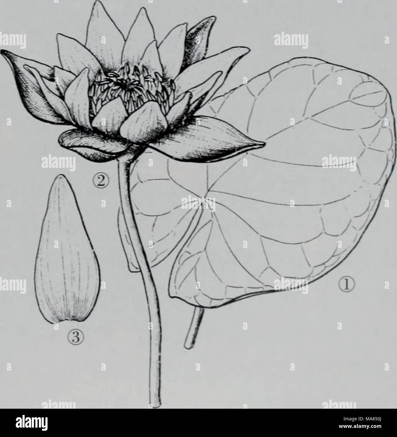 . e er duo si zhi wu zhi . ç¡è²Då¶â¡è±â¢è±ç£ 185 Stock Photo - Alamy