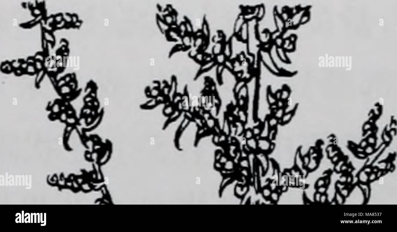 . e er duo si zhi wu zhi Stock Photo - Alamy