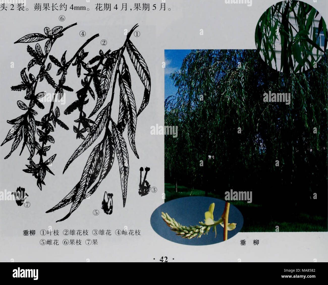 . e er duo si zhi wu zhi Stock Photo - Alamy