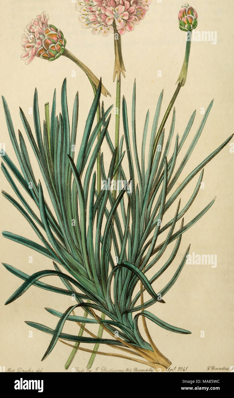 . Edwards' botanical register, or, Ornamental flower-garden and ...