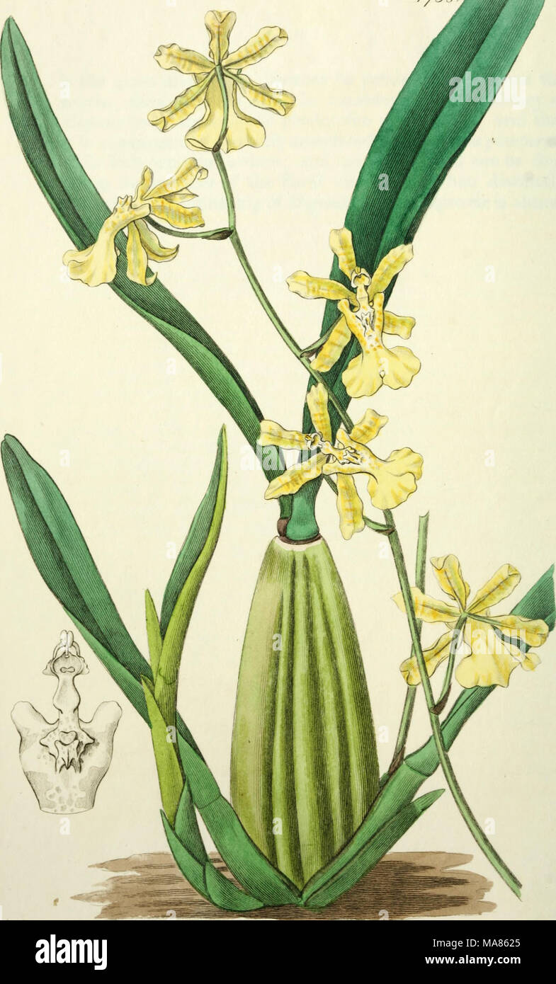 . Edwards' botanical register, or, Ornamental flower-garden and ...