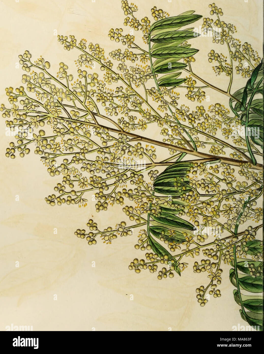 Botanical catalog layout hi-res stock photography and images - Alamy