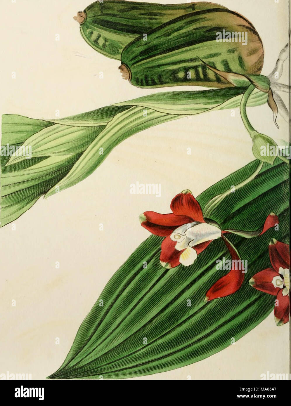 . Edwards' botanical register, or, Ornamental flower-garden and ...