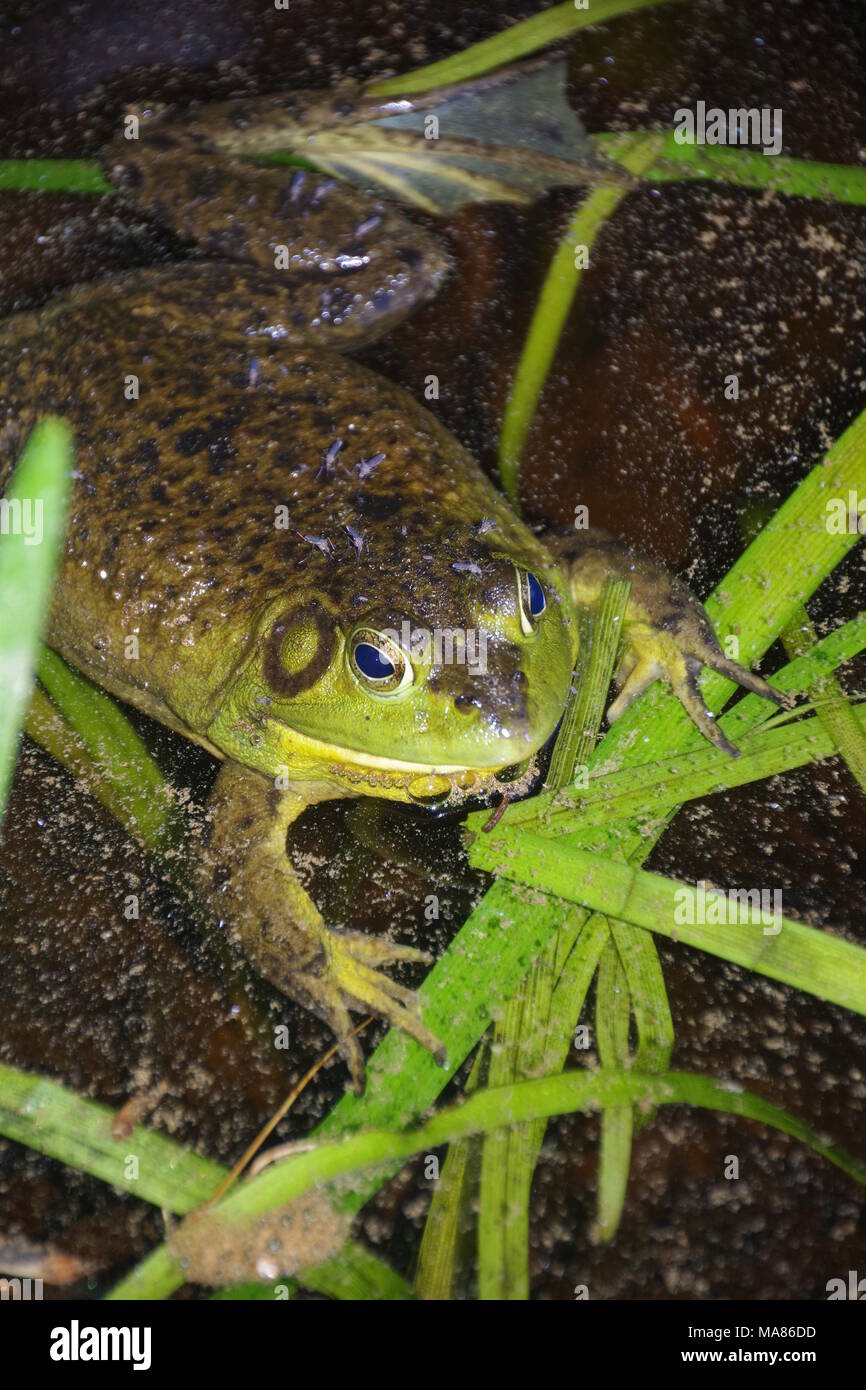 Bull Frog seen after dark Stock Photo - Alamy