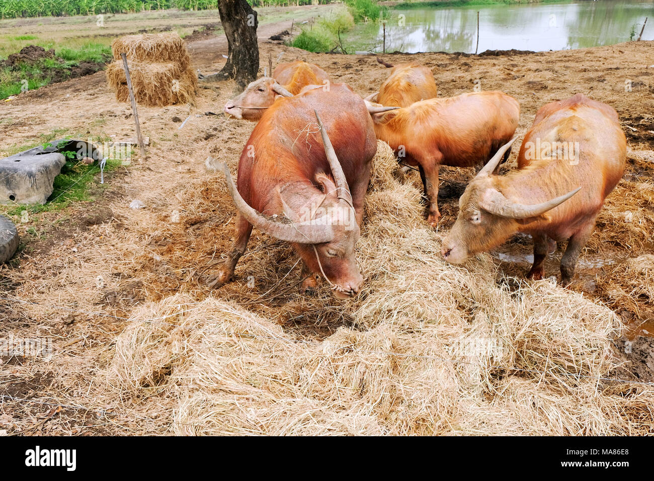 Buffalo chew hay, livestock farming Stock Photo - Alamy
