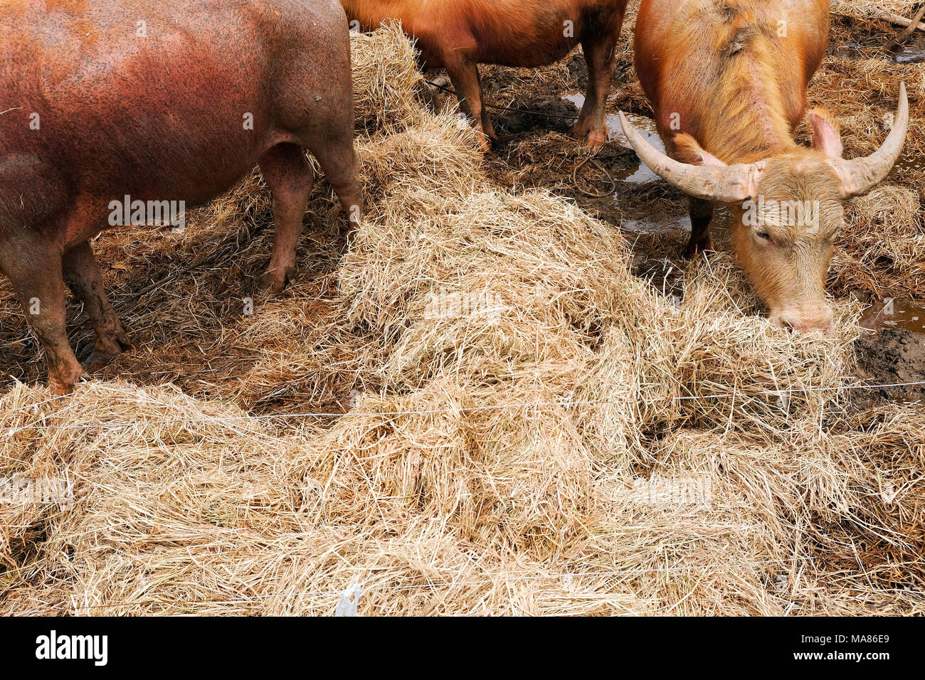 Buffalo chewing hay hi-res stock photography and images - Alamy