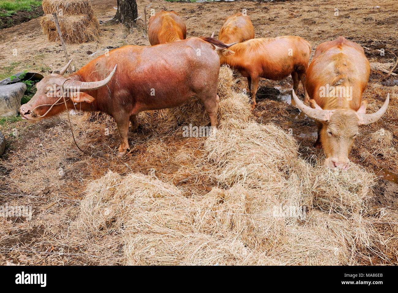 Buffalo chew hay, livestock farming Stock Photo - Alamy