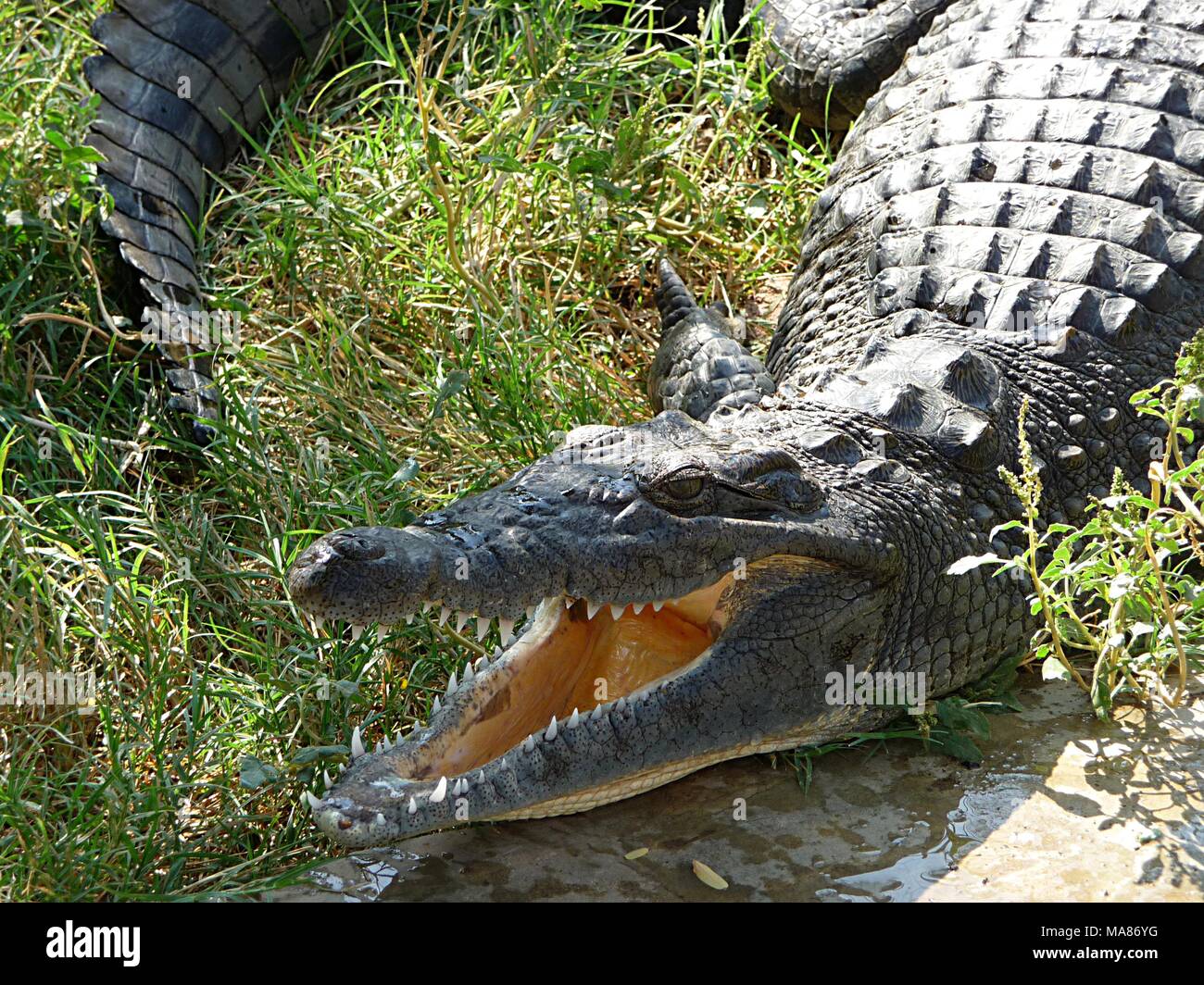 Crocodile farming hi-res stock photography and images - Alamy