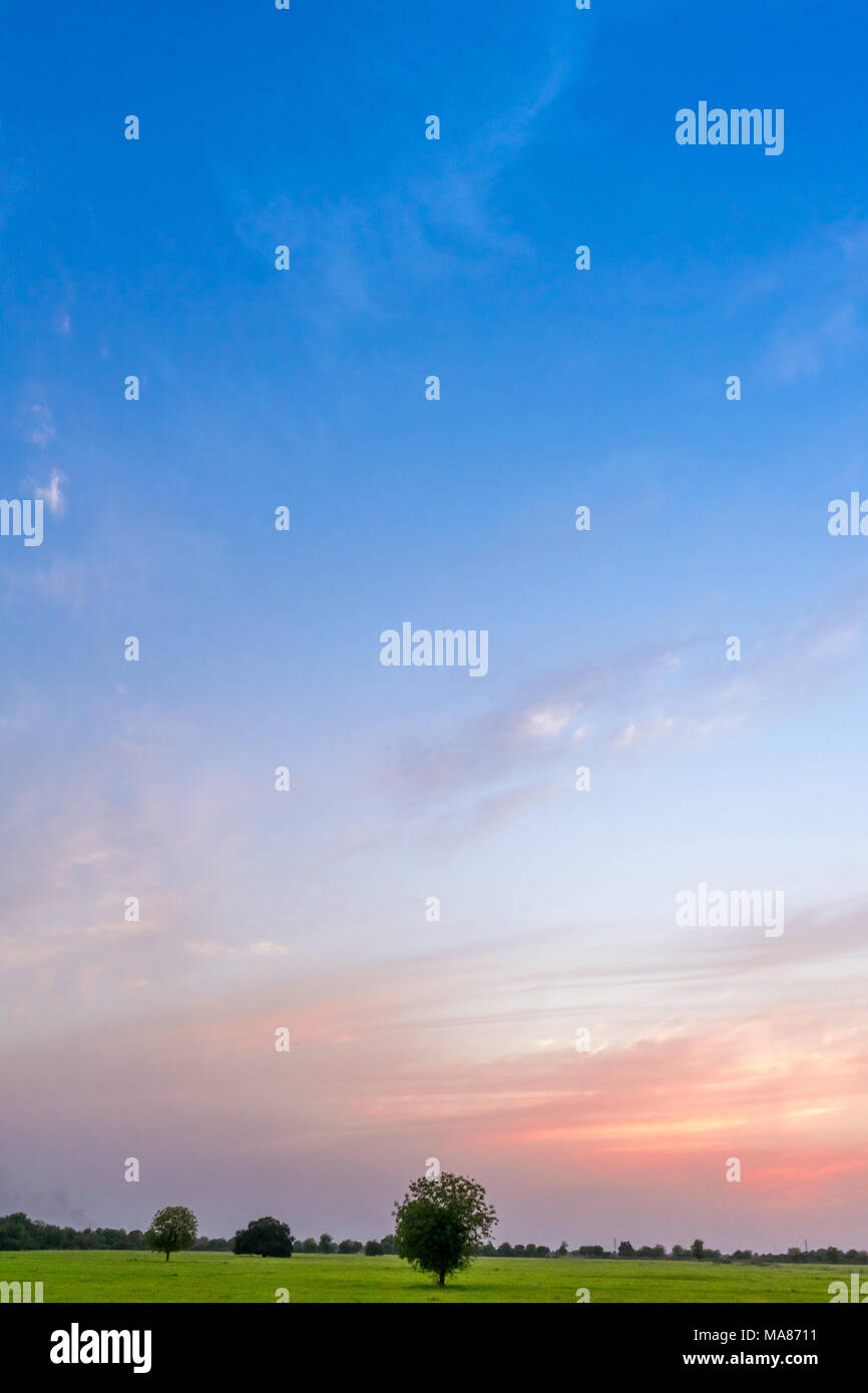 Photo of meadow and blue sky with isolated tree, Place Thol, State ...