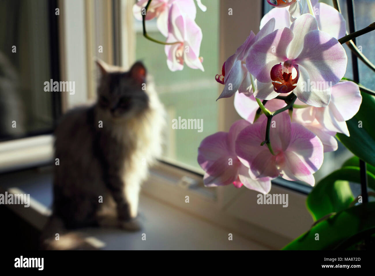 Sad cat on a window sill and an orchid Stock Photo - Alamy