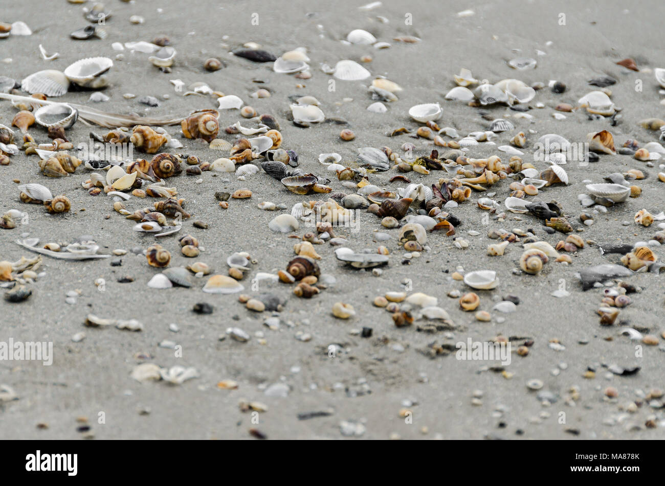 Colored sea shells in the golden beach sand near sea water, close up ...