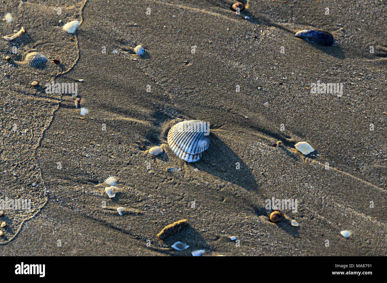 Colored sea shells in the golden beach sand near sea water, close up ...
