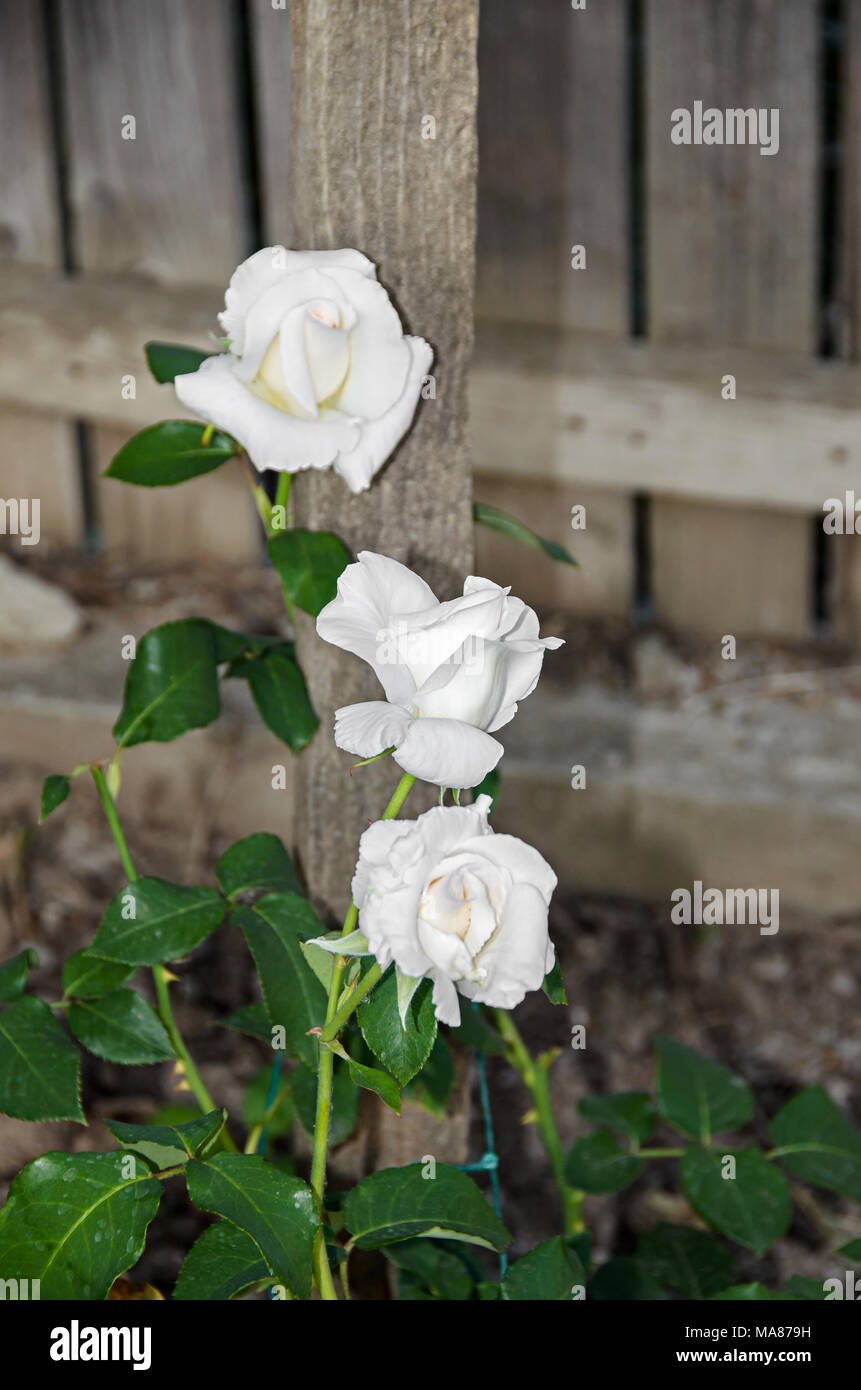 Three white rose flowers, green branch plant, wood fence background ...