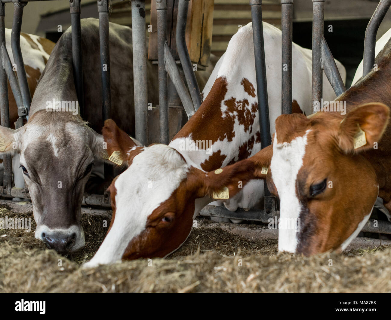 Dairy ration hi-res stock photography and images - Alamy