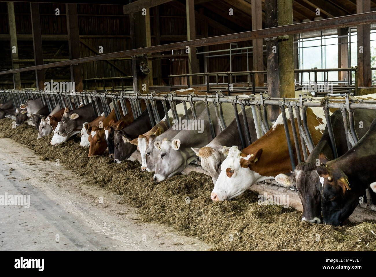 Free stall barns hi-res stock photography and images - Alamy