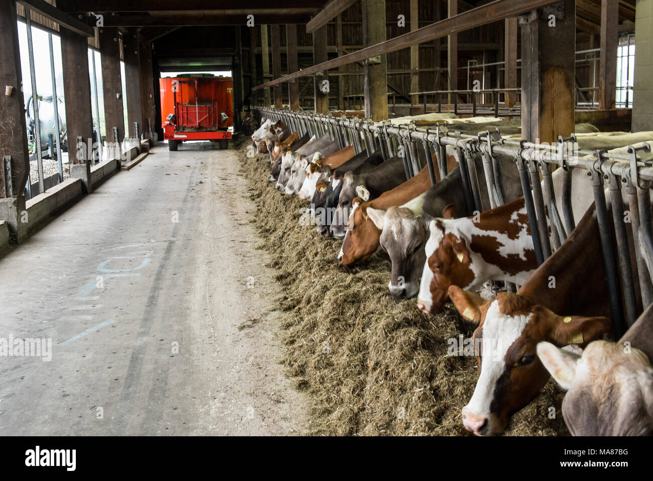 Brown Holstein dairy 16 Stock Photo - Alamy