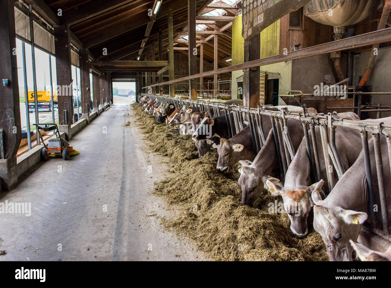 Brown Holstein dairy 5 Stock Photo - Alamy