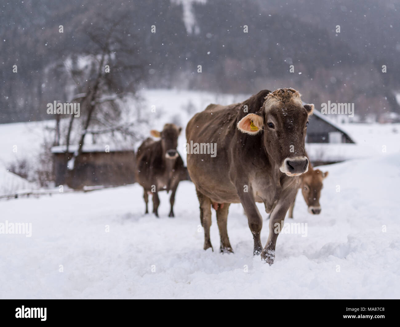 Brown swiss snow 12 Stock Photo - Alamy
