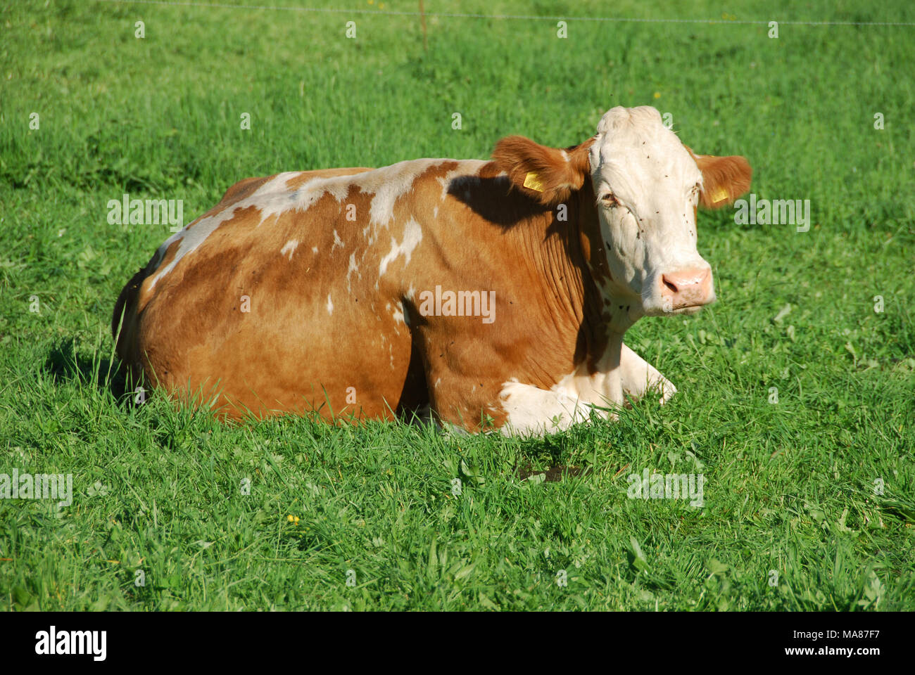 Simmental cows 1 Stock Photo - Alamy