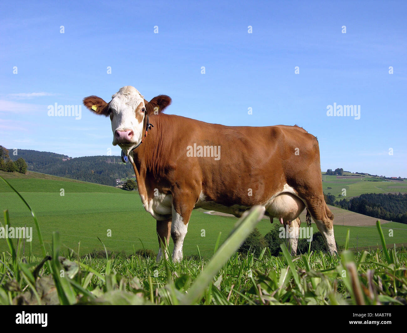 Red spotted highland cows hi-res stock photography and images - Alamy