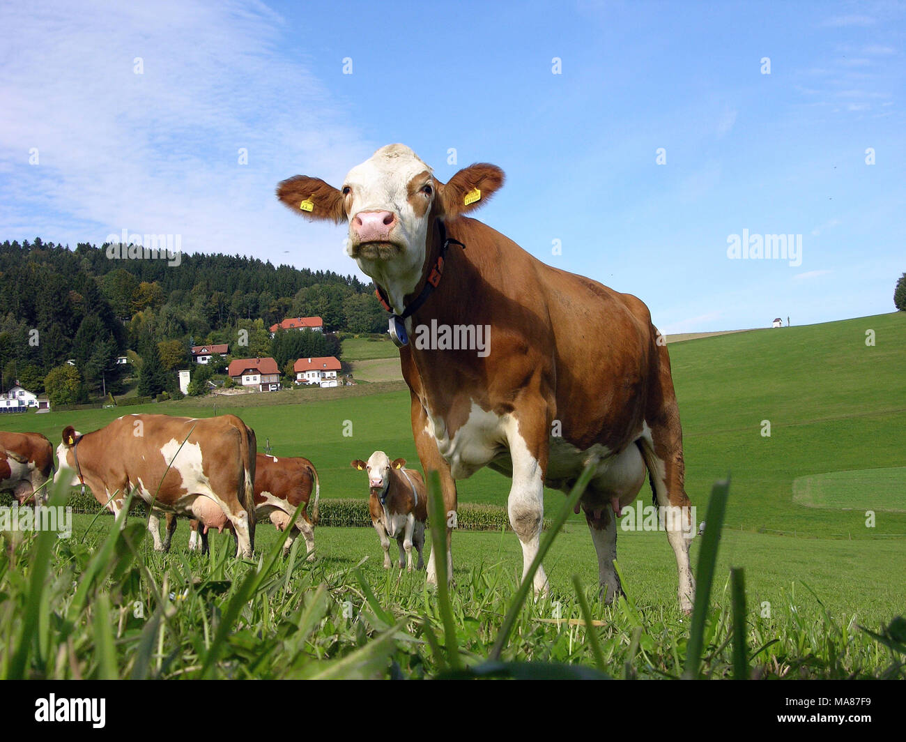 simmenthal cows 14 Stock Photo - Alamy