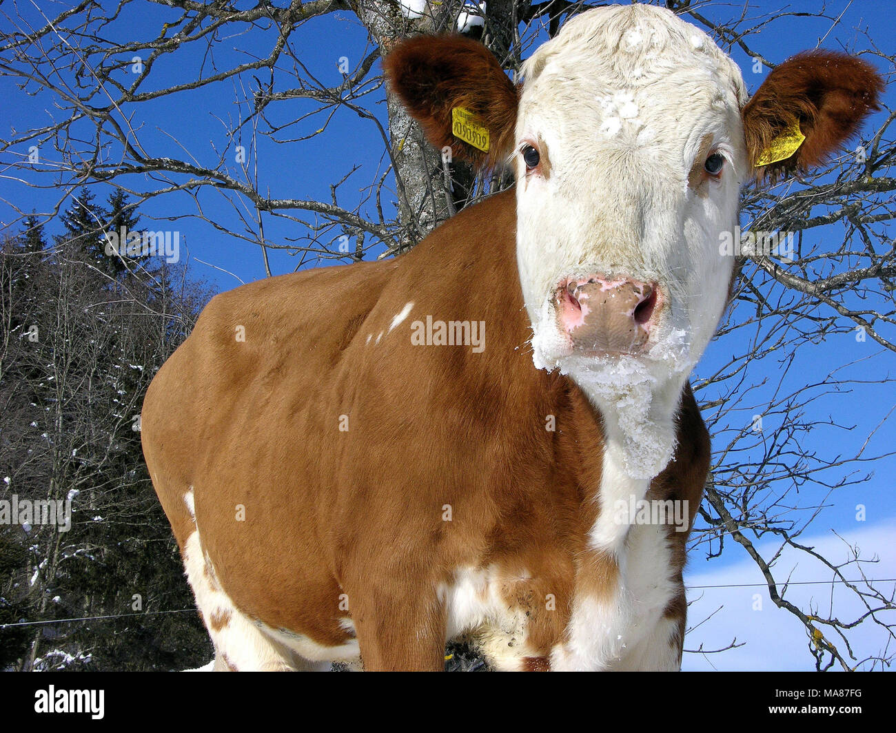 German simmenthal cattle hi-res stock photography and images - Alamy